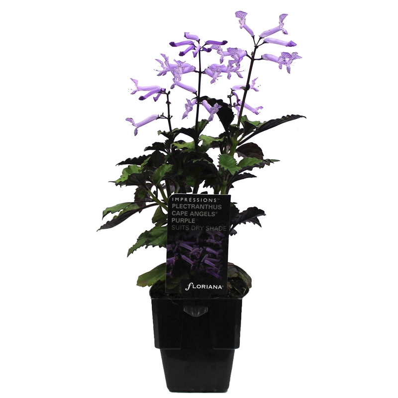 125mm Plectranthus Purple - Plectranthus hybrid | Bunnings Warehouse