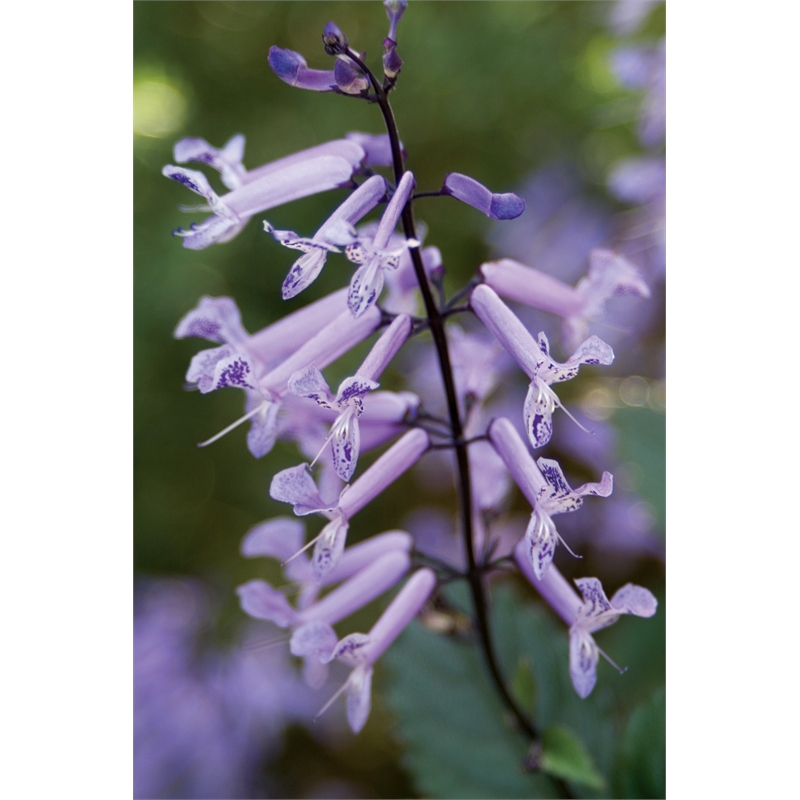140mm Plectranthus Mona Lavender - Plectranthus sp. Mona Lavender